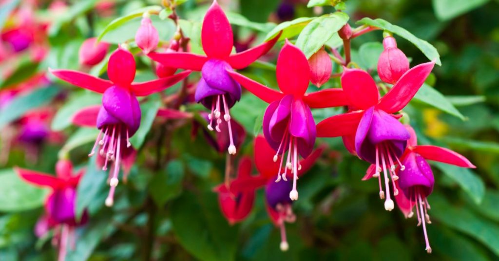 Fuchsia OS ใหม่ !!! จาก Google อาจเเทนที่ Android ในเร็ววัน...หรือเปล่านะ